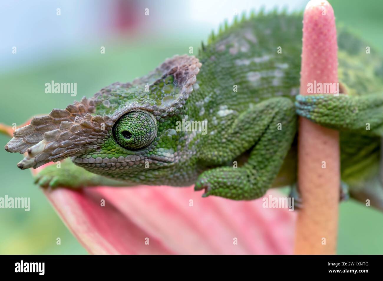 Foot of chameleon hi-res stock photography and images - Alamy