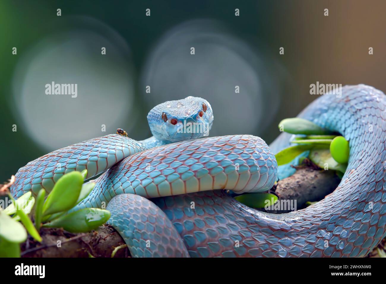 Lesser sunda islands hi-res stock photography and images - Alamy