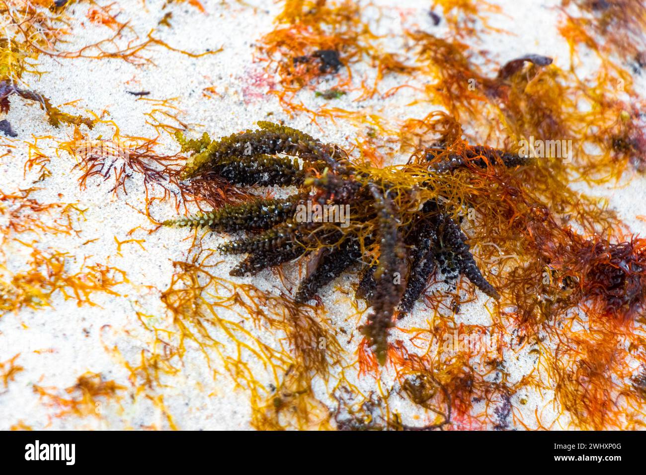 Different types of seagrass sea grass weed seaweed on beach sand by the ...