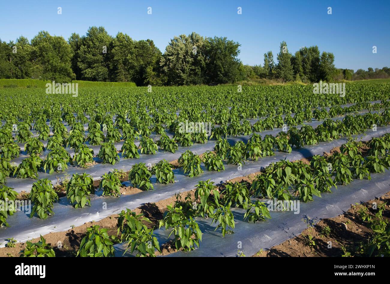 Green Bell Pepper - Capsicum annuum plants protected with grey plastic ...