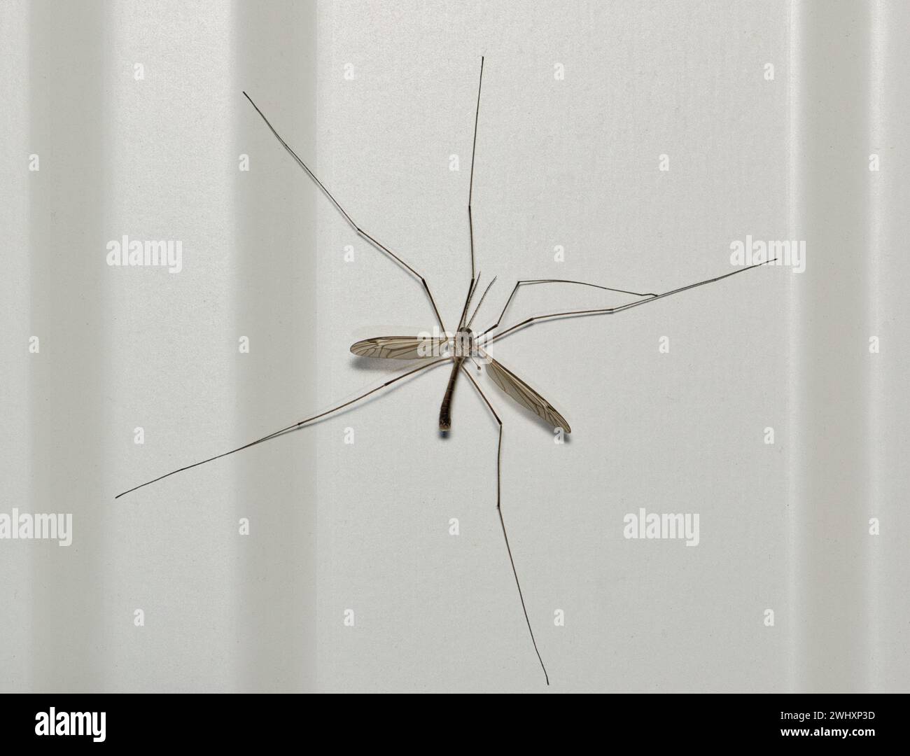 Crane fly (Tipulidae) isolated on a wall exterior in Houston, TX USA ...