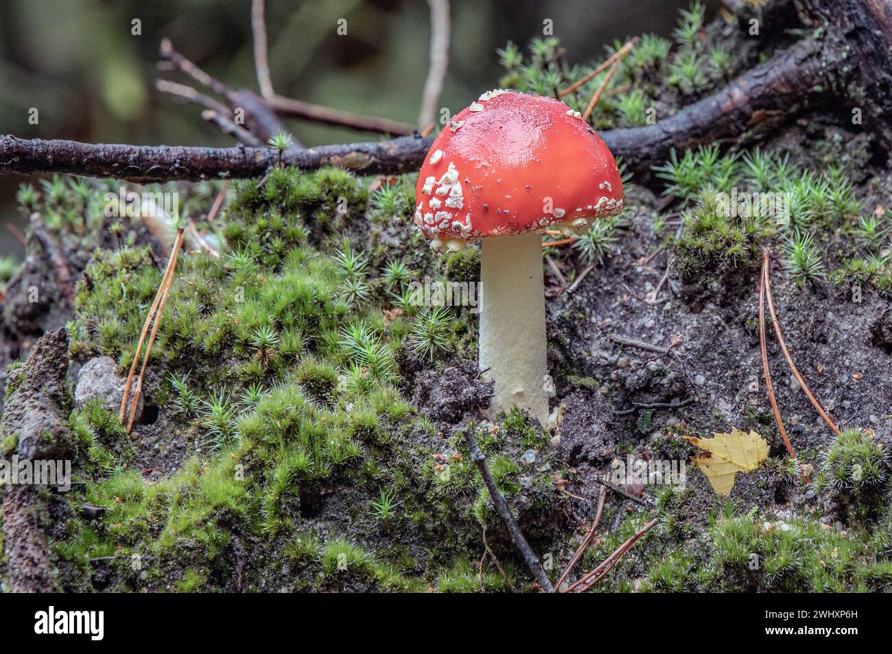 Champignon agaric amanita muscaria hi-res stock photography and images ...