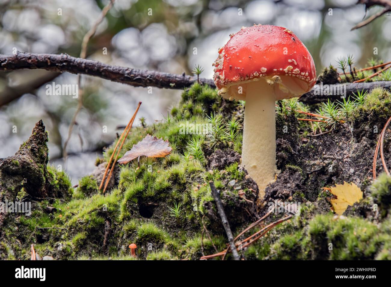Champignon agaric amanita muscaria hi-res stock photography and images ...
