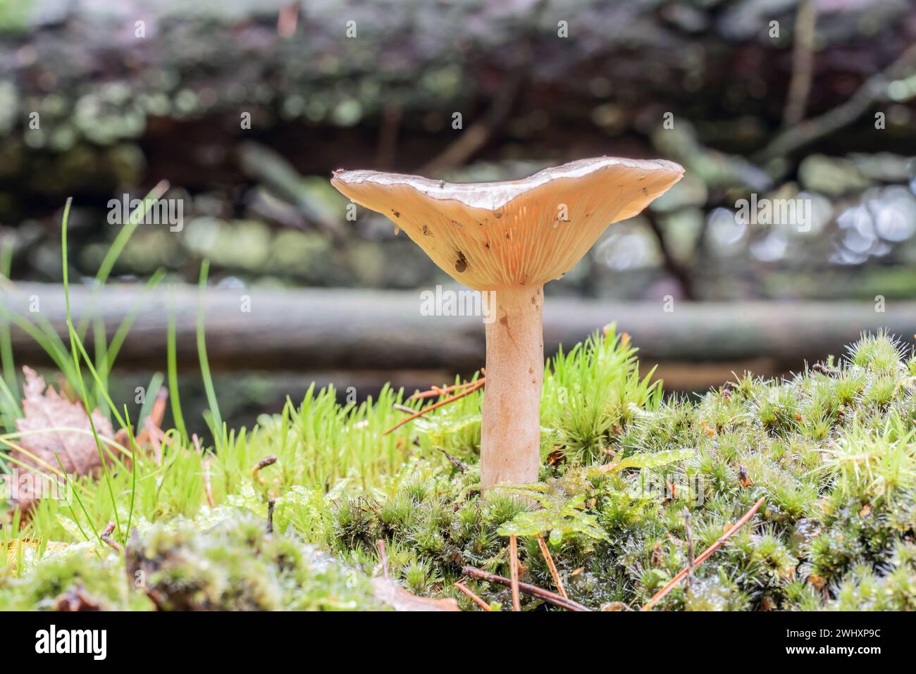 Giant funnel hi-res stock photography and images - Alamy