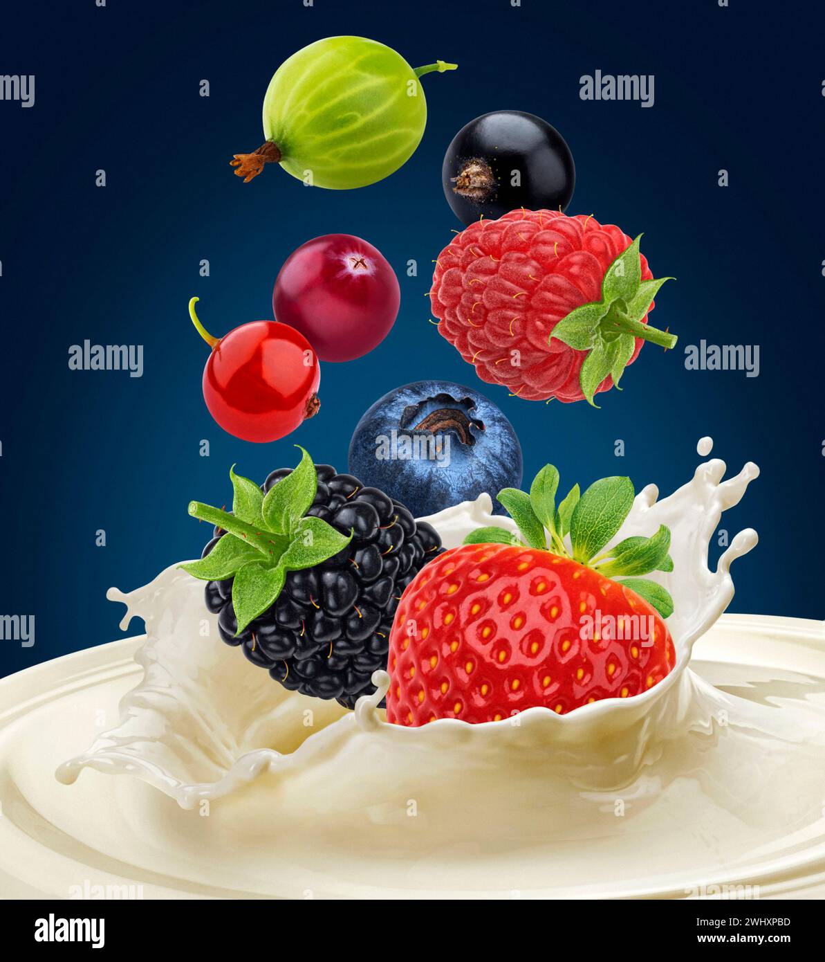 Falling berries with milk splash over dark blue background Stock Photo ...