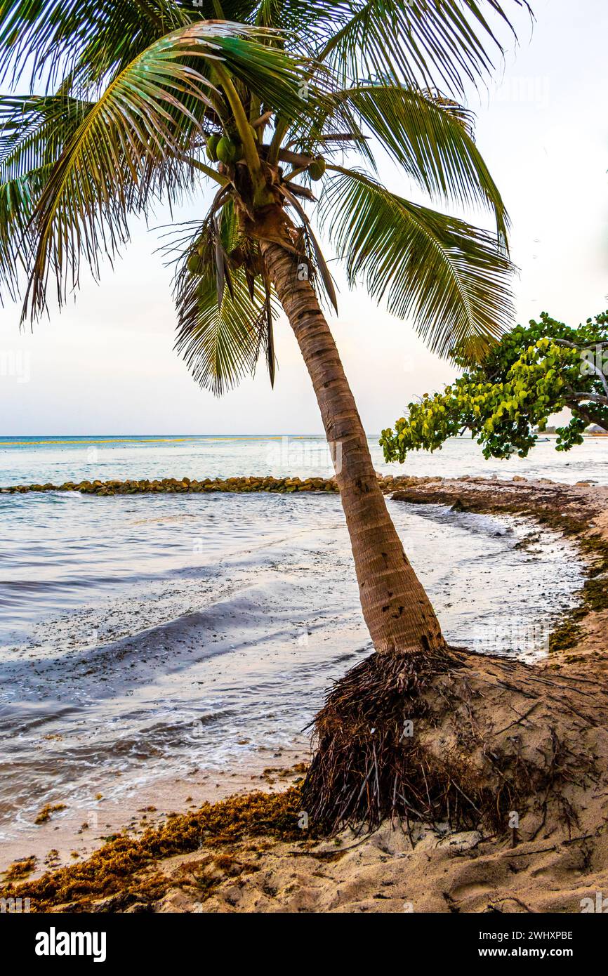 Tropical natural mexican palm tree with coconuts and blue sky ...