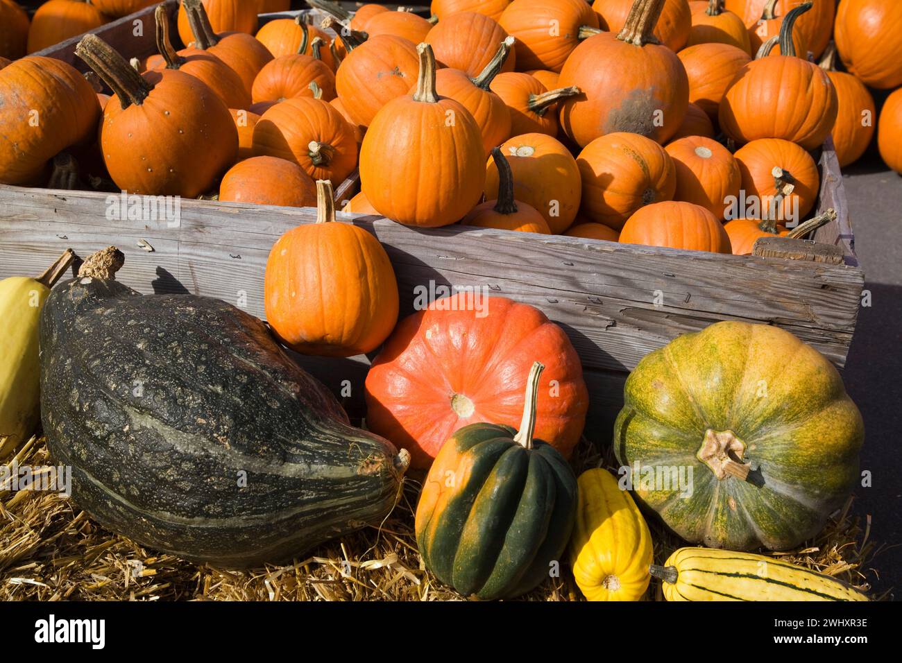 Assorted Cucurbita - Gourds and Pumpkins in wooden bin at outdoor ...