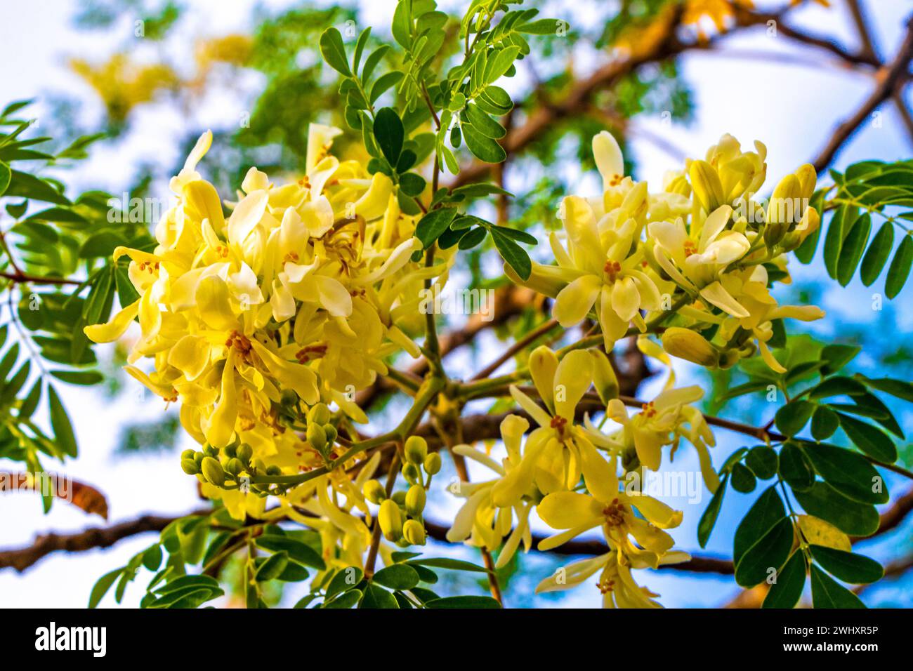 Seeds and flowers blossoms of moringa tree and green tree top with blue ...
