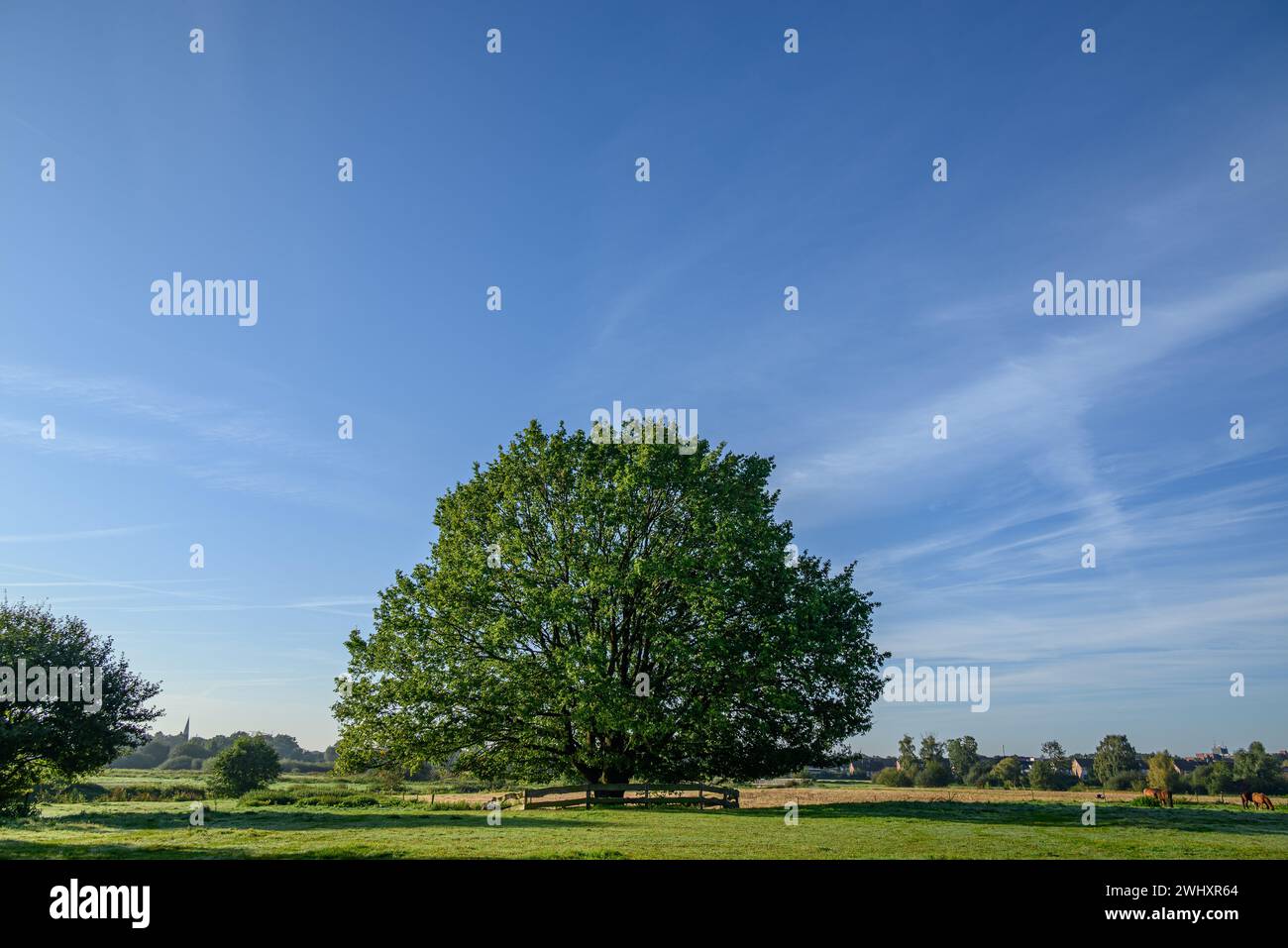 Tree in westphalia Stock Photo - Alamy