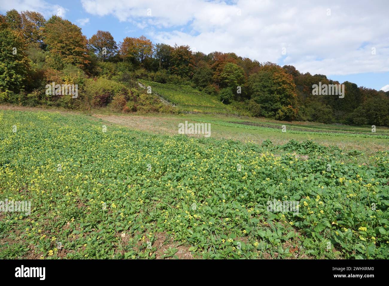 Mustard seed farm hi-res stock photography and images - Alamy