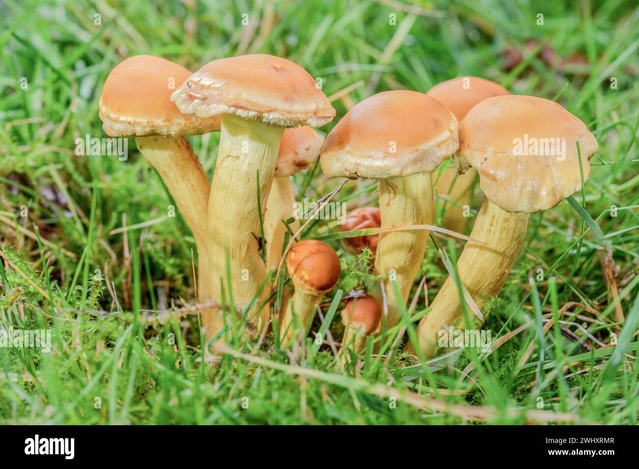 Green-leaved sulfur head Stock Photo - Alamy