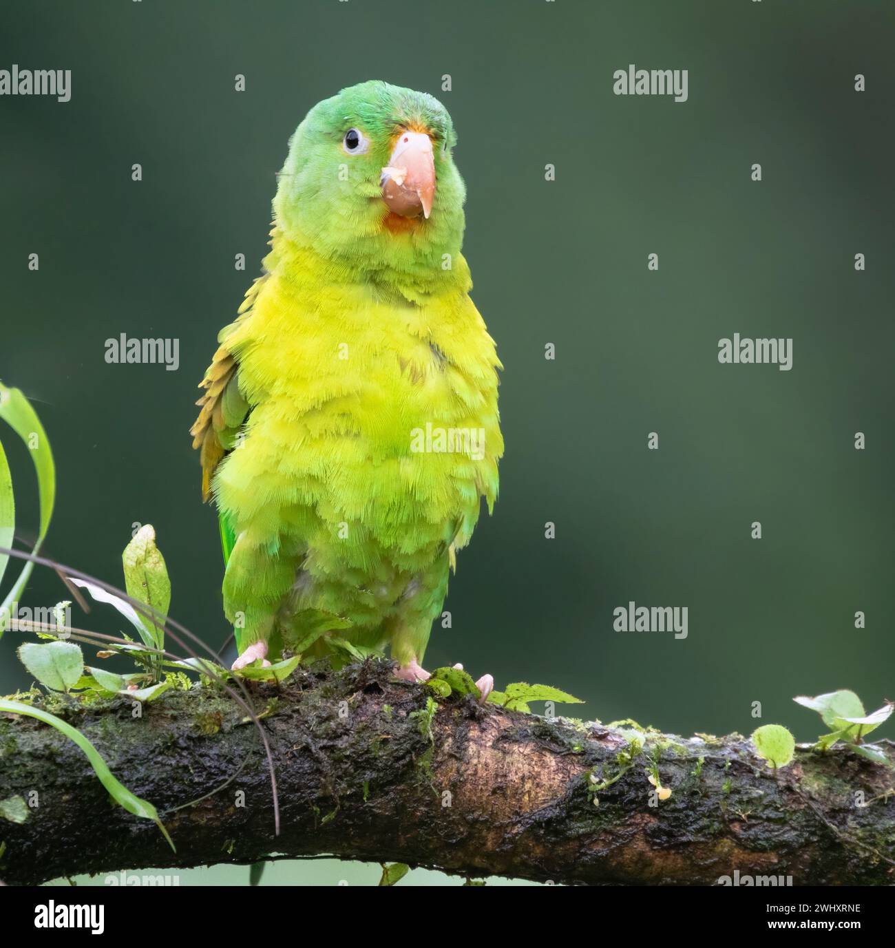 Tovi parakeet hi-res stock photography and images - Alamy
