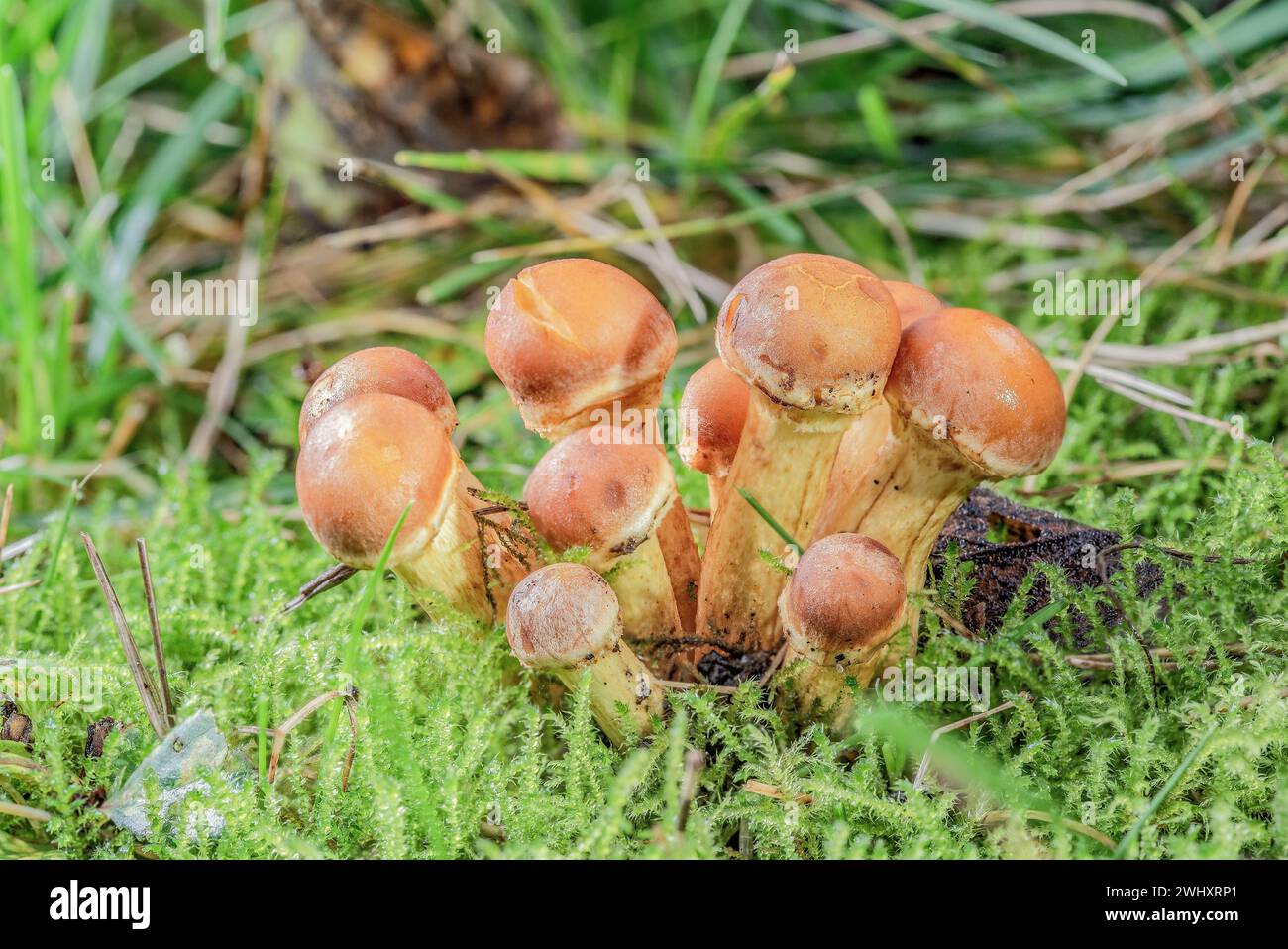 Common stick fungus Stock Photo - Alamy