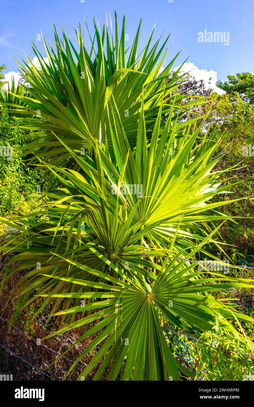Palm tree leaves seeds fruits of a tropical green exotic and Caribbean ...