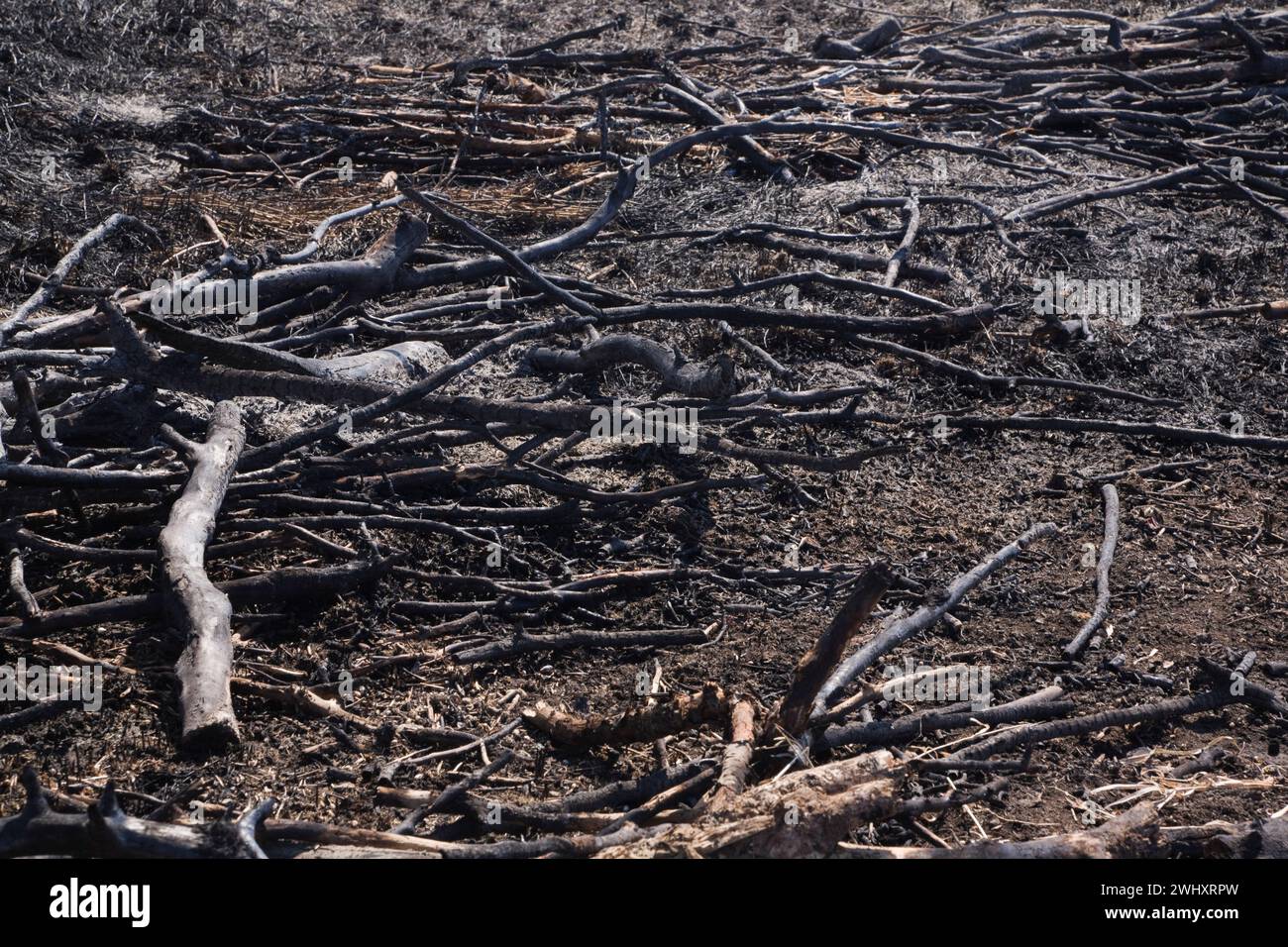 Burnt branches hi-res stock photography and images - Alamy