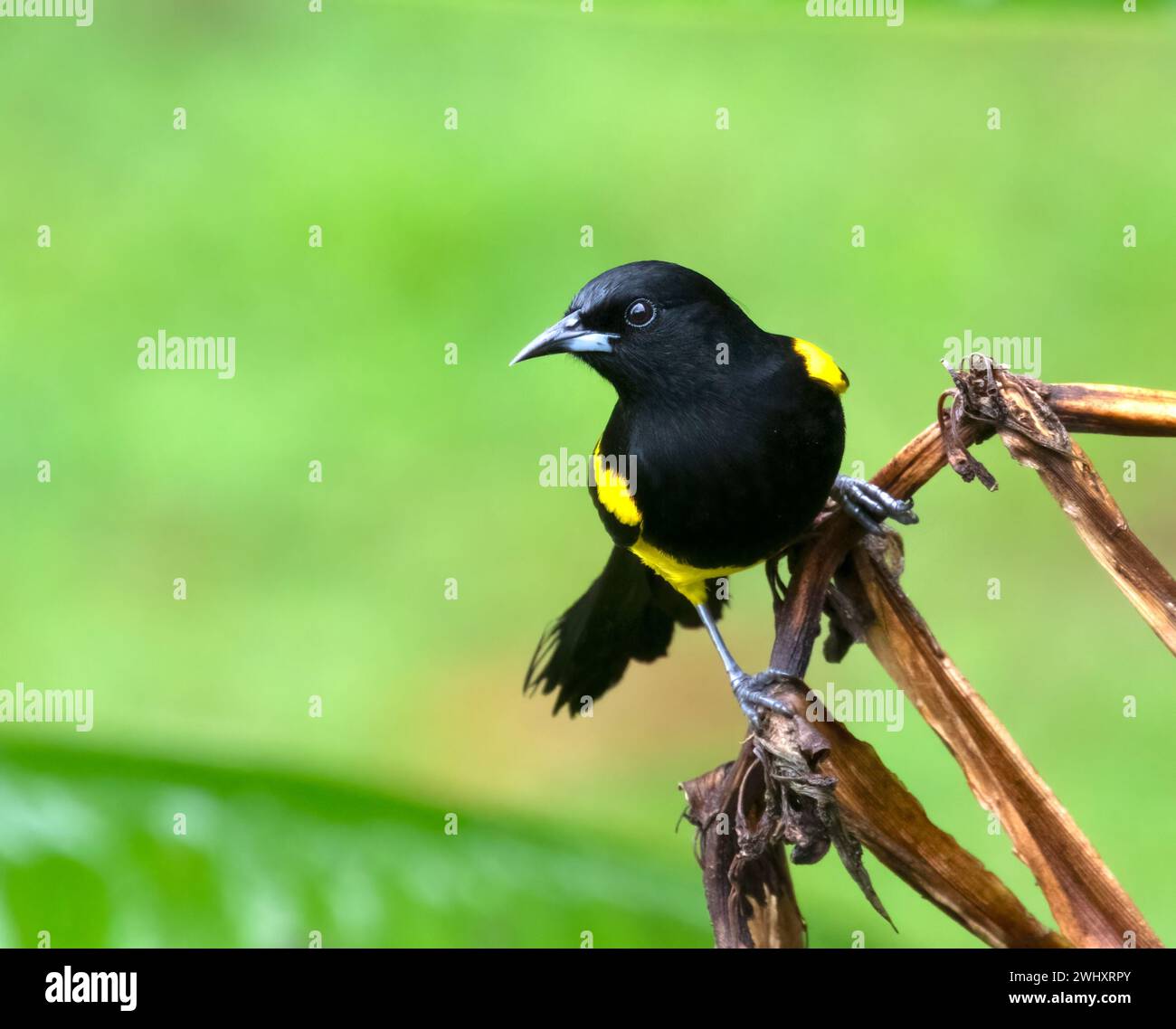 Black-cowled Oriole (Icterus prosthemelas) at Boca Tapado, Costa Rica ...