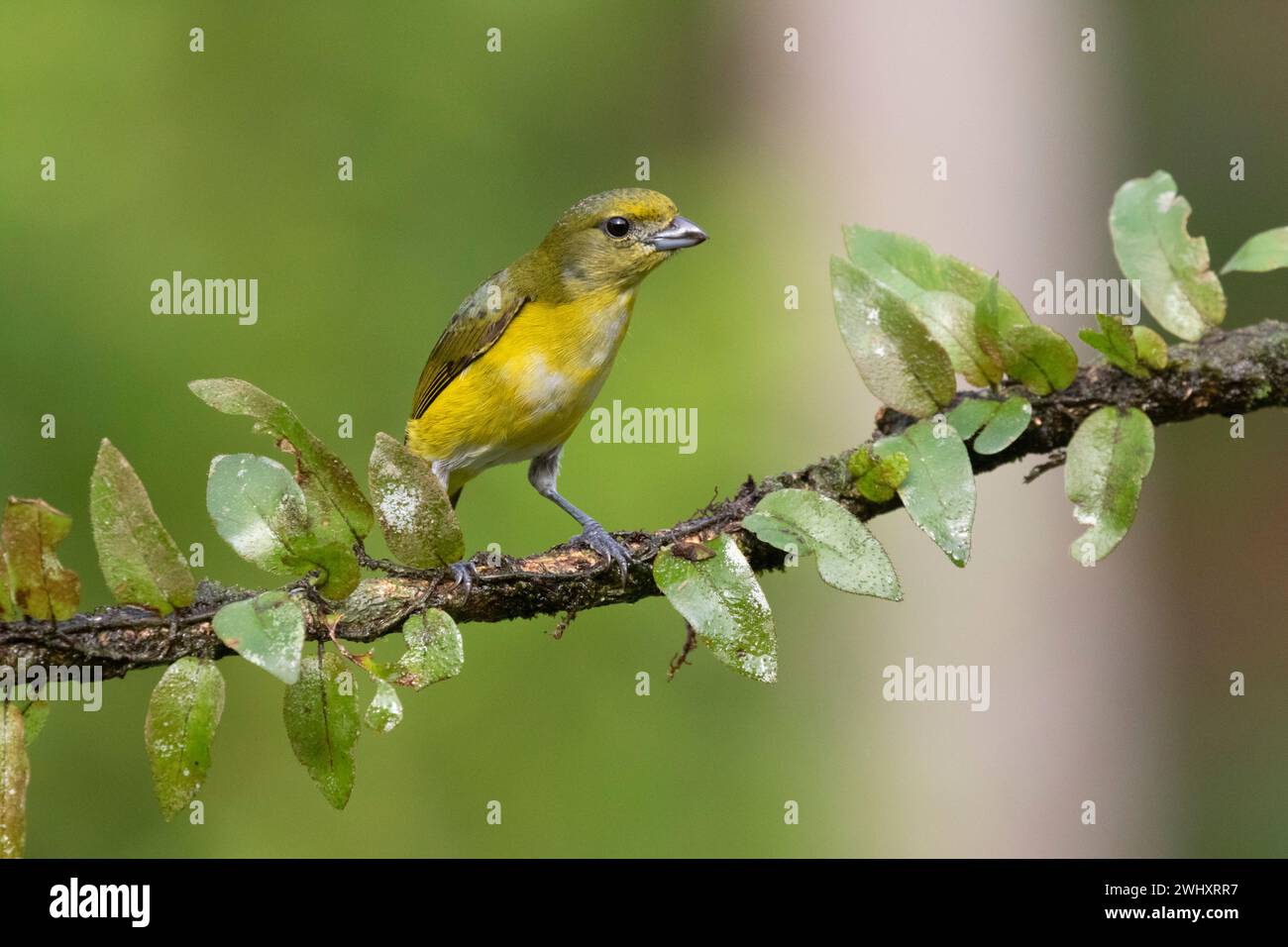 Female Yellow-throated Euphonia (Euphonia hirundinacea) at La Laguna del Lagarto Lodge, Boca ...