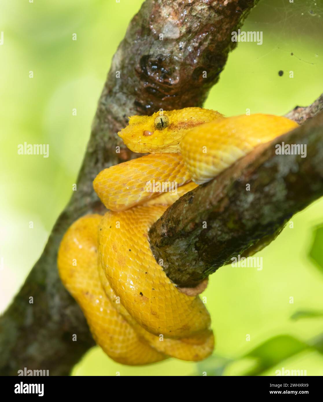 Eyelash Viper (Bothriechis schlegelii) on a tree branchm Cahuita ...