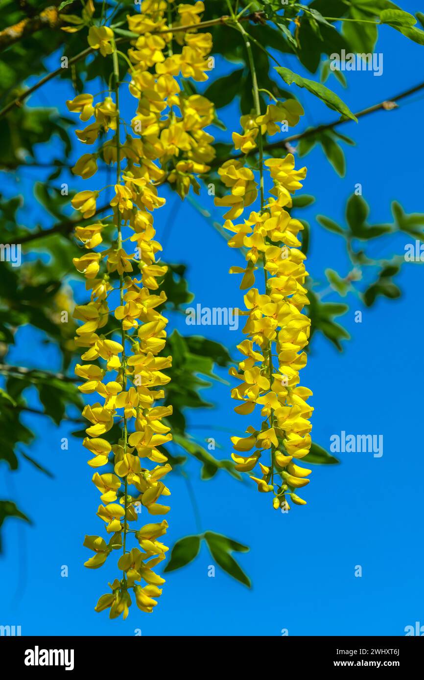Yellow bean close-up on blue sky background.racemose inflorescences of ...