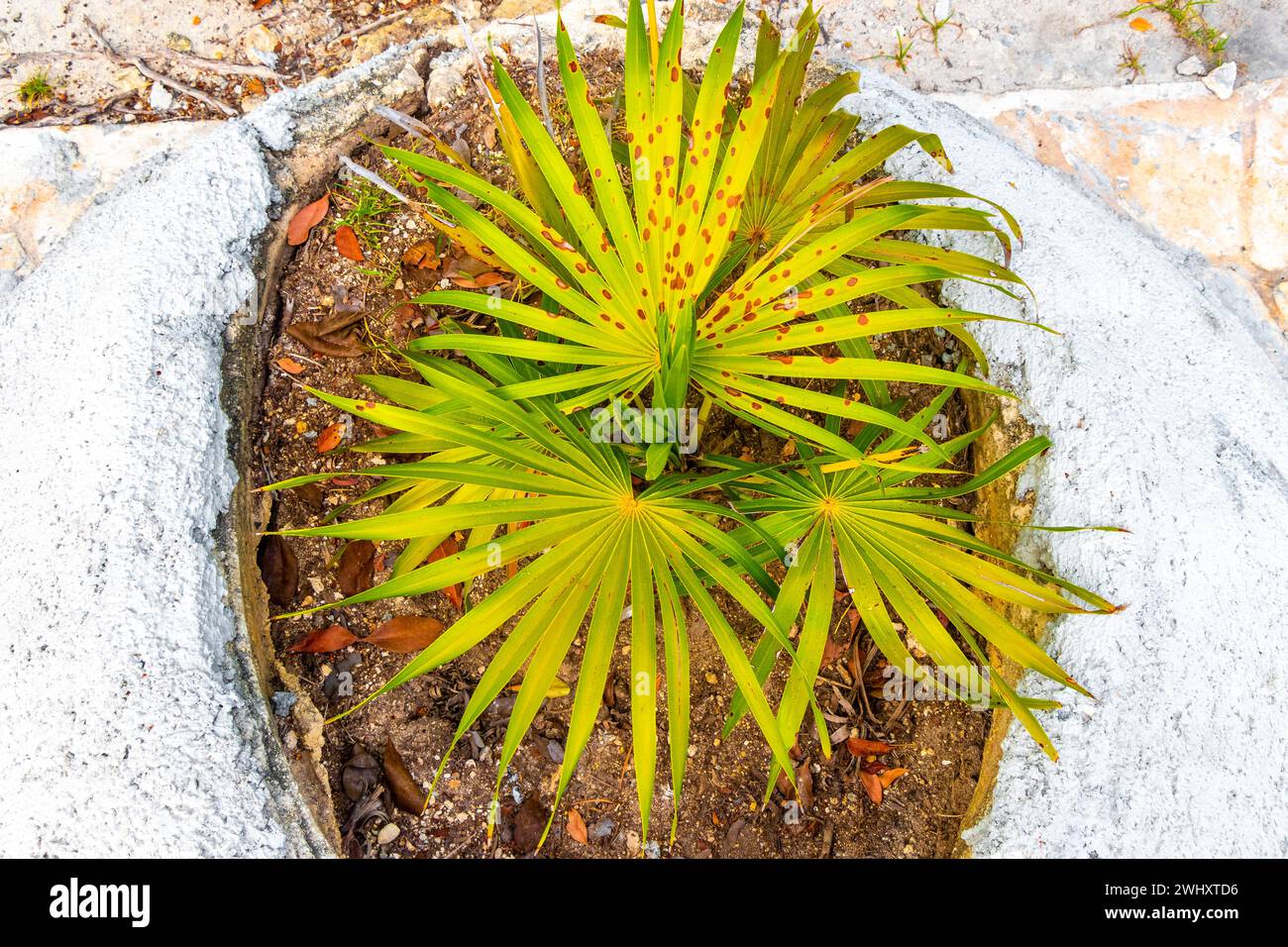 Palm tree leaves seeds fruits of a tropical green exotic and Caribbean ...