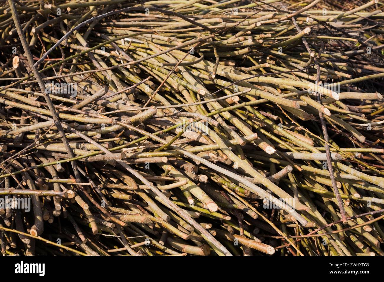 Pile of twigs and branches hi-res stock photography and images - Alamy