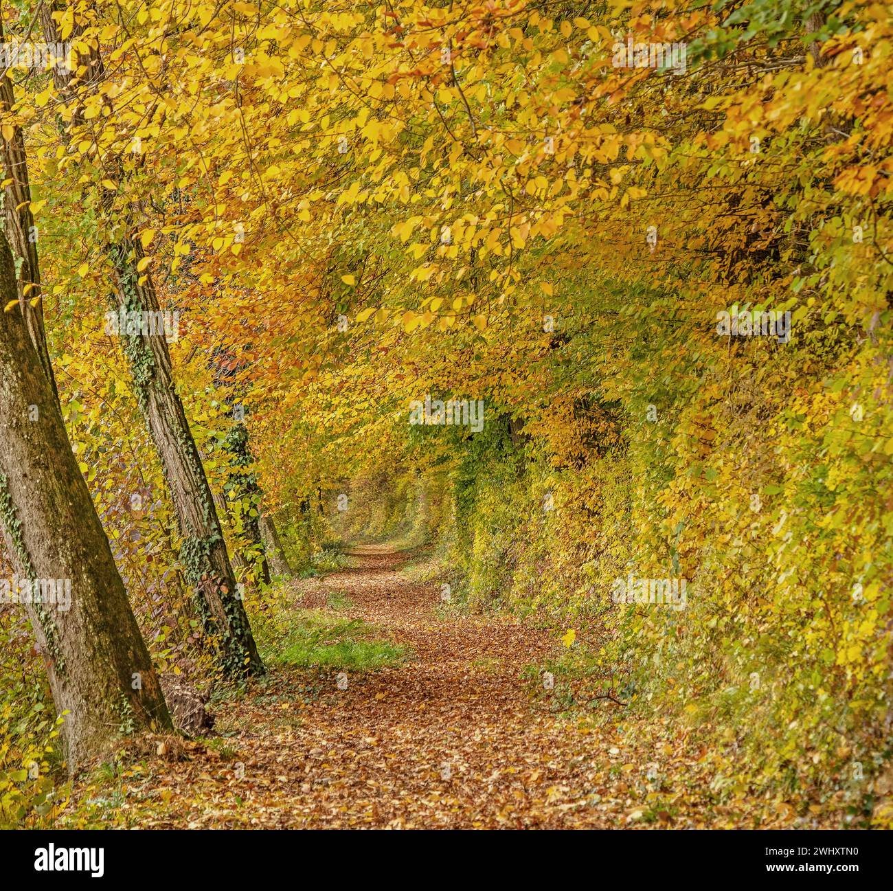 Green and brown colours in the forest hi-res stock photography and ...