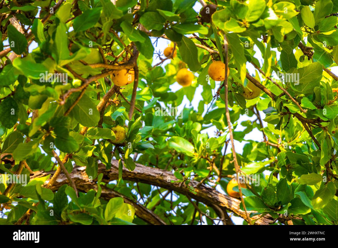 Kou Cordia subcordata flowering tree with orange flowers beach cordia ...