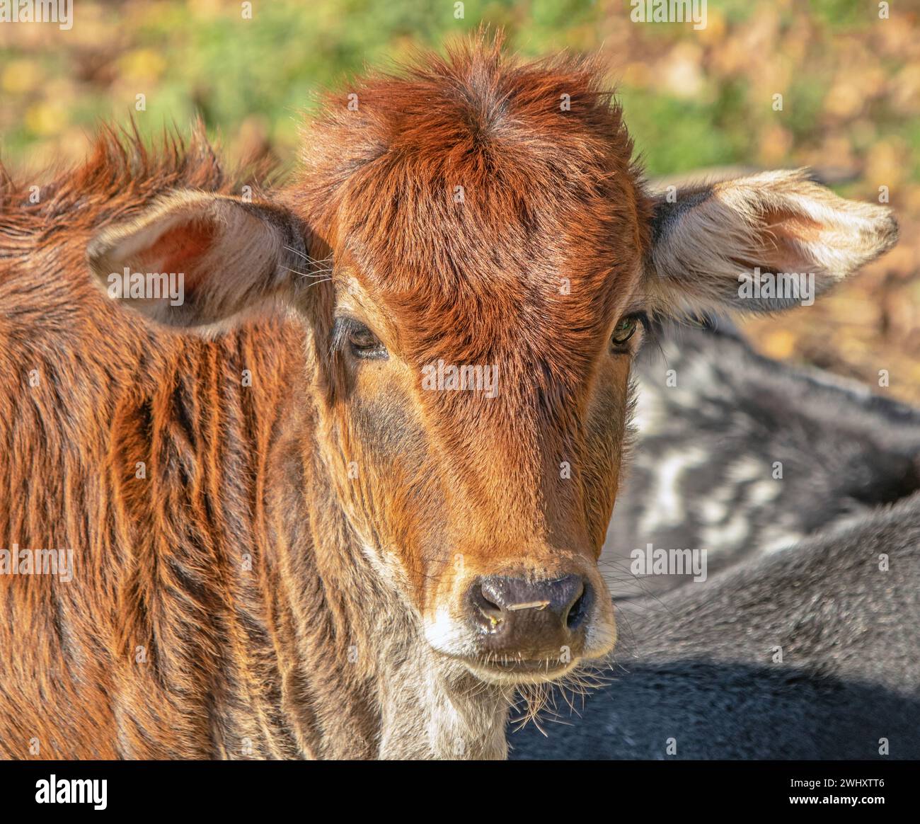 Animal breeding cattle hi-res stock photography and images - Alamy