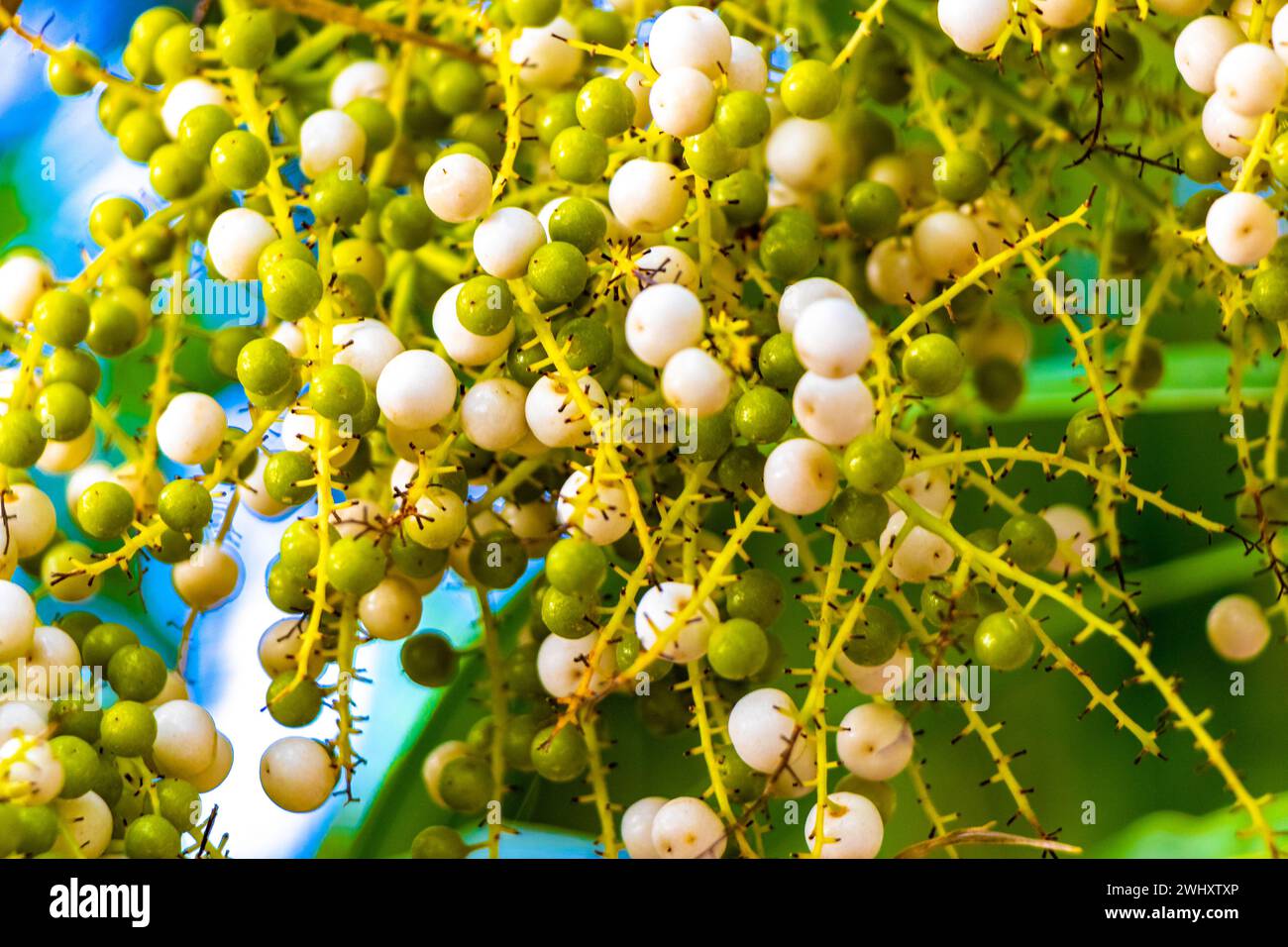 Palm tree leaves seeds fruits of a tropical green exotic and Caribbean ...