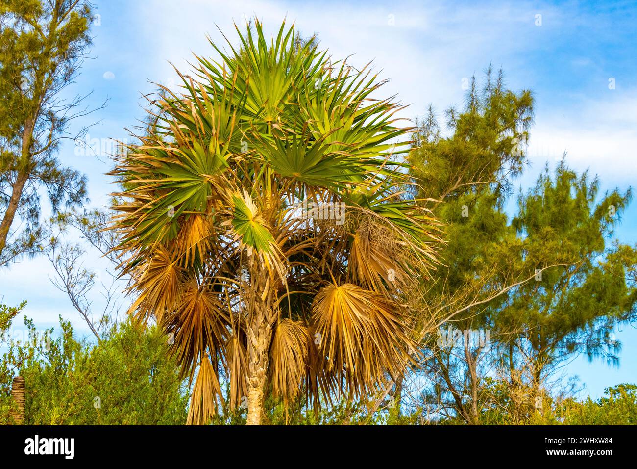 Palm tree leaves seeds fruits of a tropical green exotic and Caribbean ...