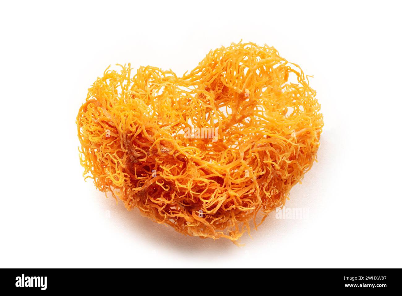 Irish sea moss, heart-shaped. Chondrus Crispus, healthy organic raw ...
