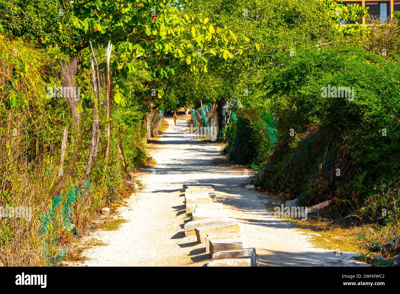 Tropical natural way walking path to the beach in the nature jungle ...