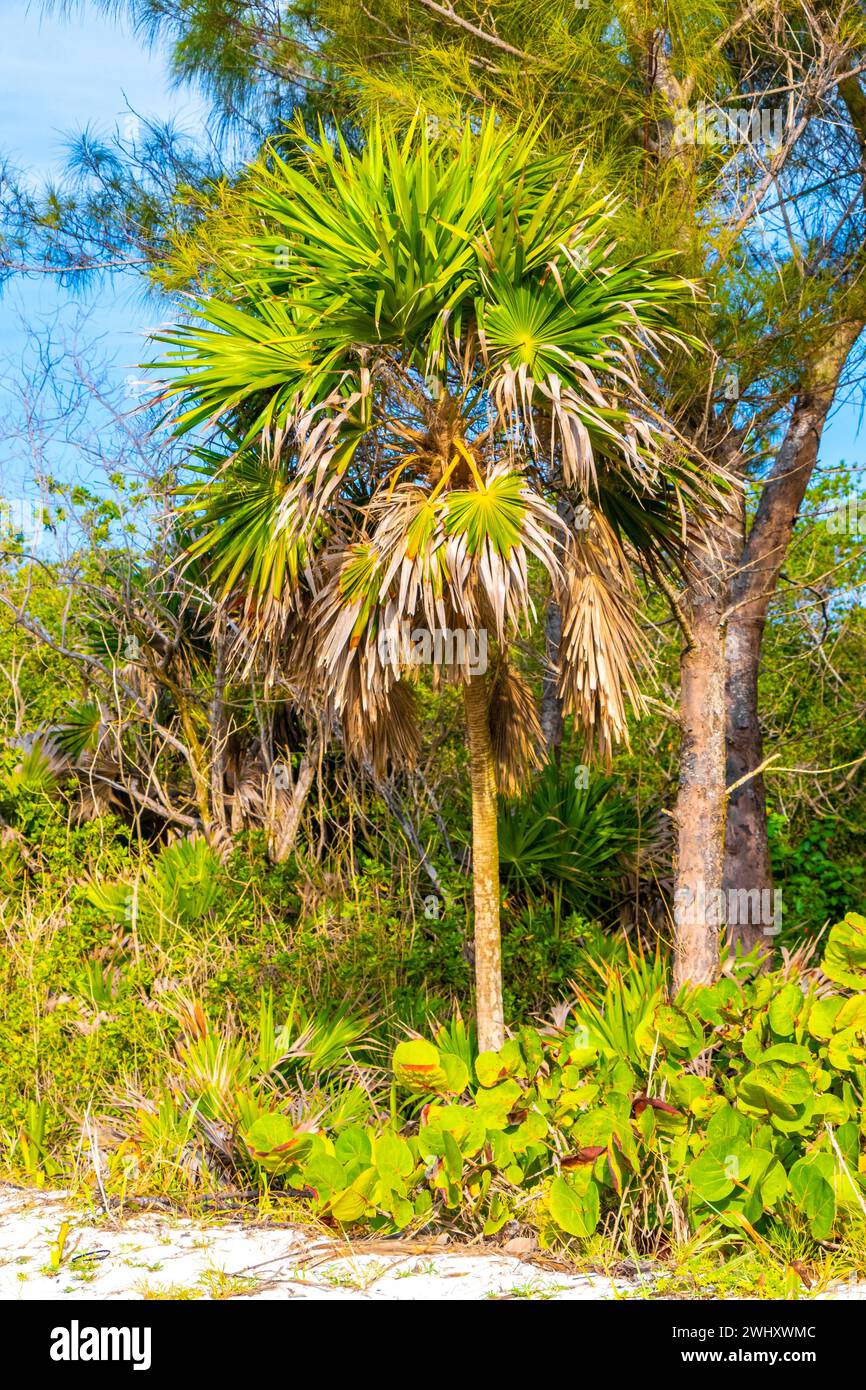 Palm tree leaves seeds fruits of a tropical green exotic and Caribbean ...