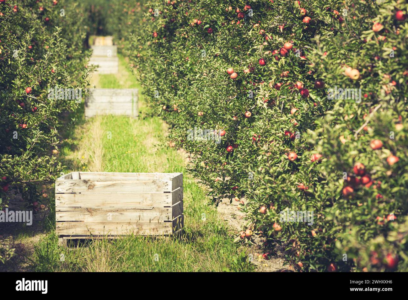 Riped fruits hi-res stock photography and images - Alamy