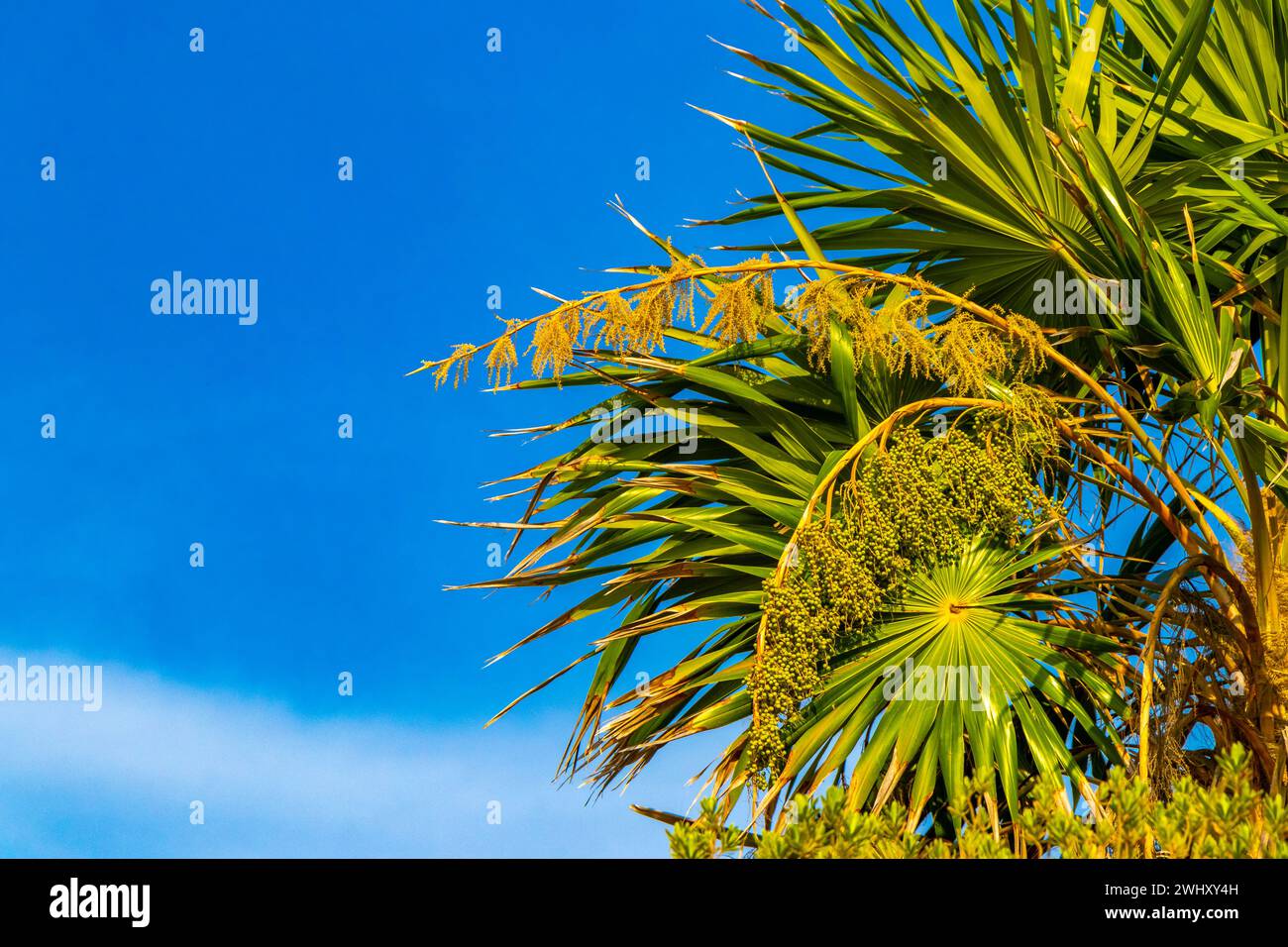 Palm tree leaves seeds fruits of a tropical green exotic and Caribbean ...