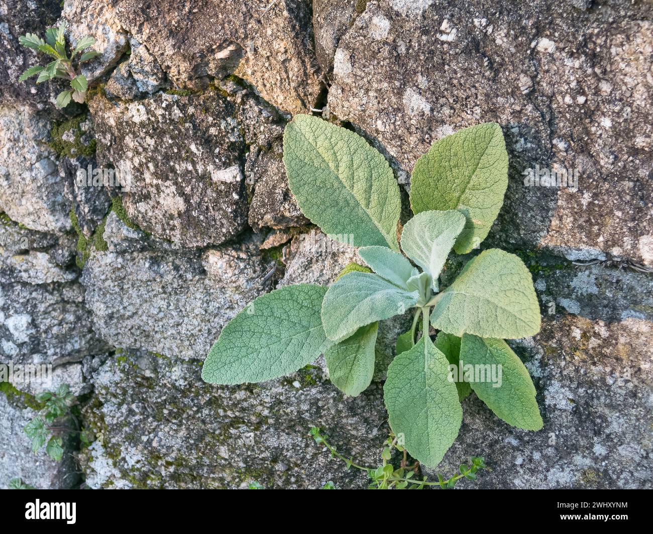 Close-up view of a mullein plant thriving on an old stone wall Stock ...