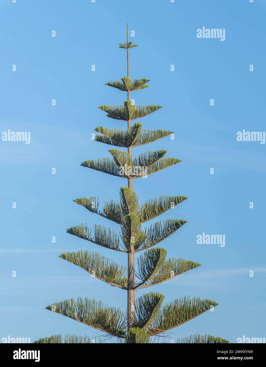 Norfolk pine tree hi-res stock photography and images - Alamy