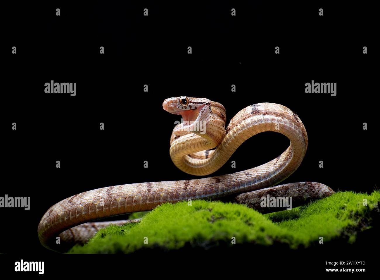 Python snake attack hi-res stock photography and images - Alamy
