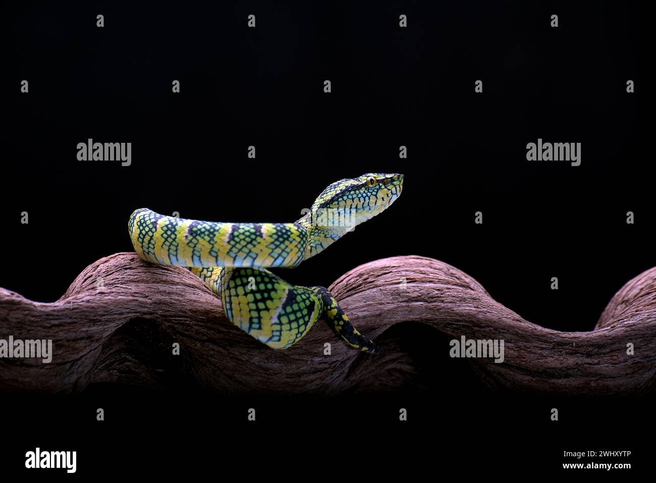 Blue pit viper hi-res stock photography and images - Alamy