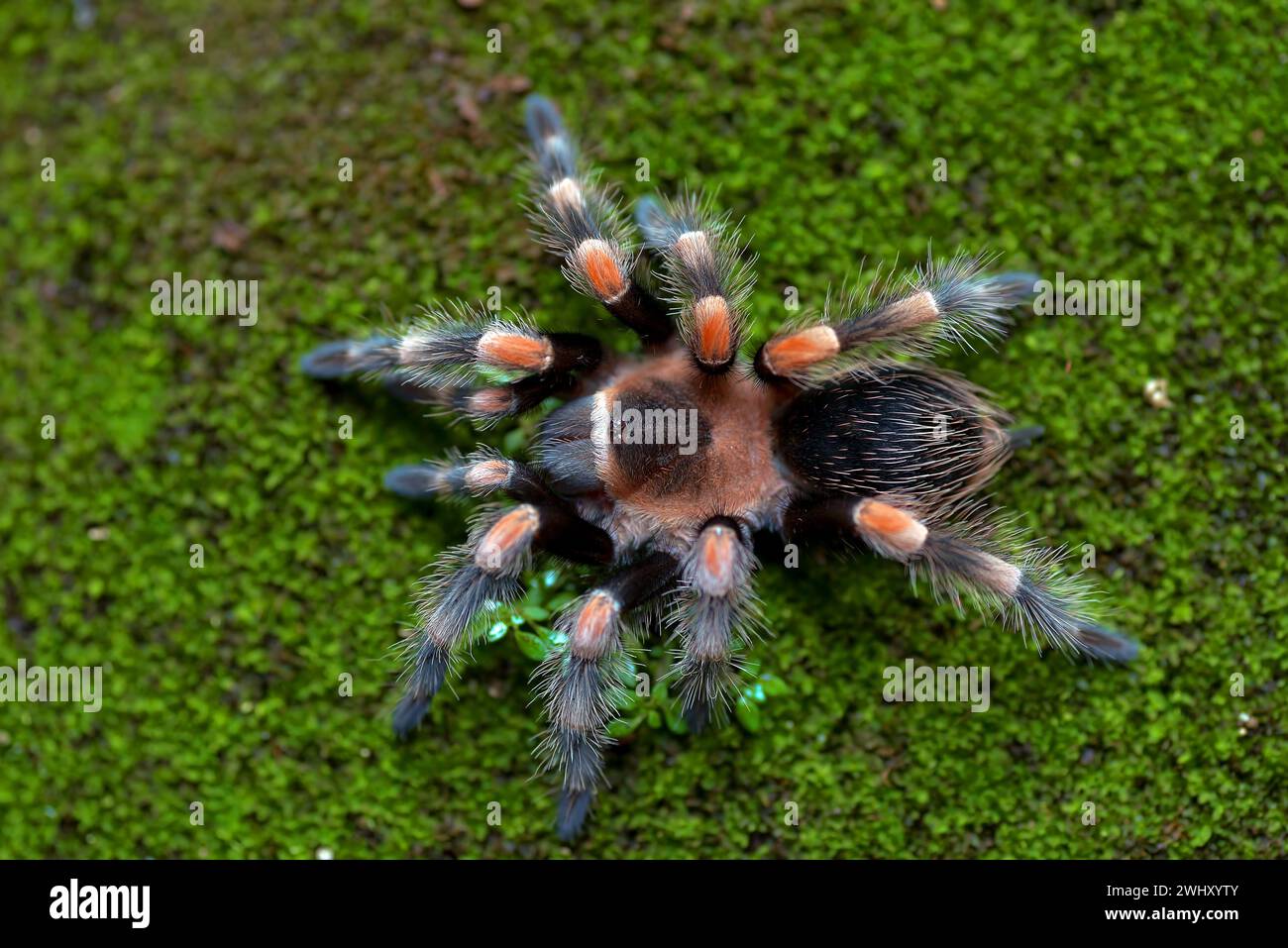 Mexican red knee tarantula view from the top Stock Photo - Alamy