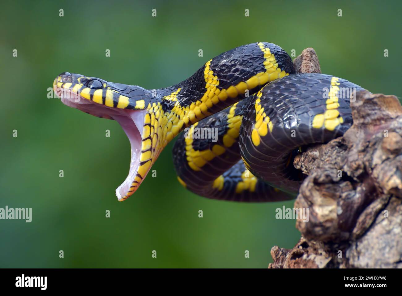 Boiga snake dendrophilia in defensive mode Stock Photo - Alamy