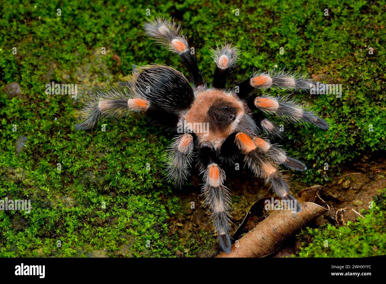 Mexican red knee tarantula view from the top Stock Photo - Alamy