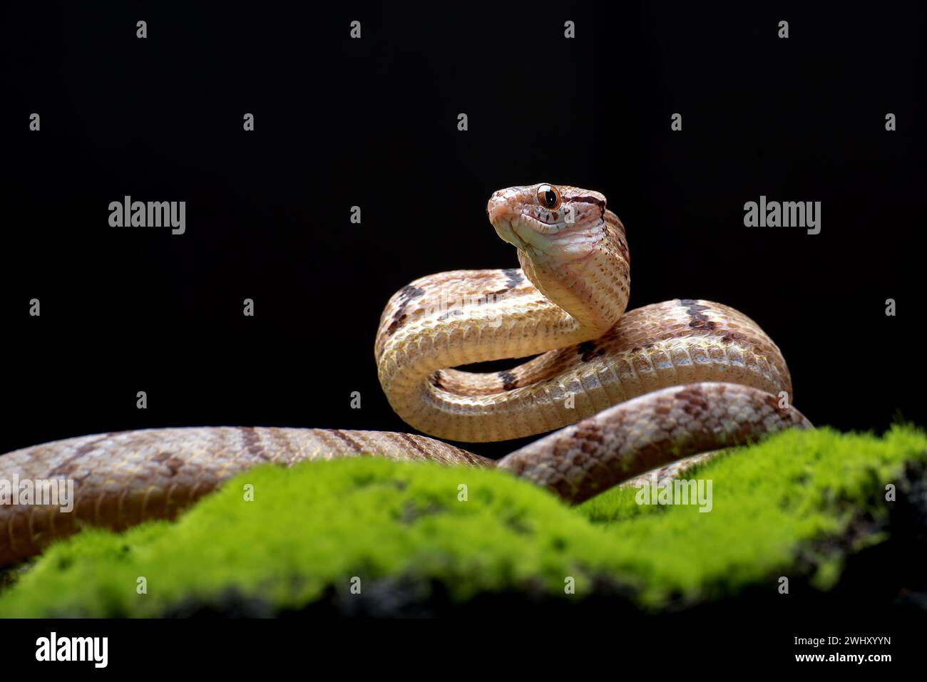 Python snake attack hi-res stock photography and images - Alamy