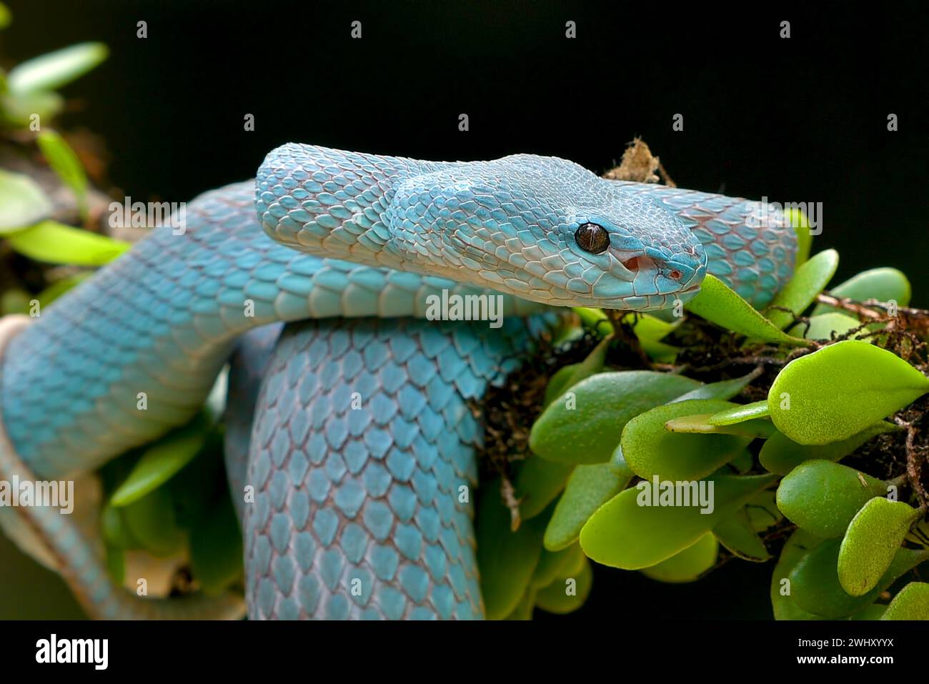 The Lesser Sunda Islands in black background Stock Photo - Alamy