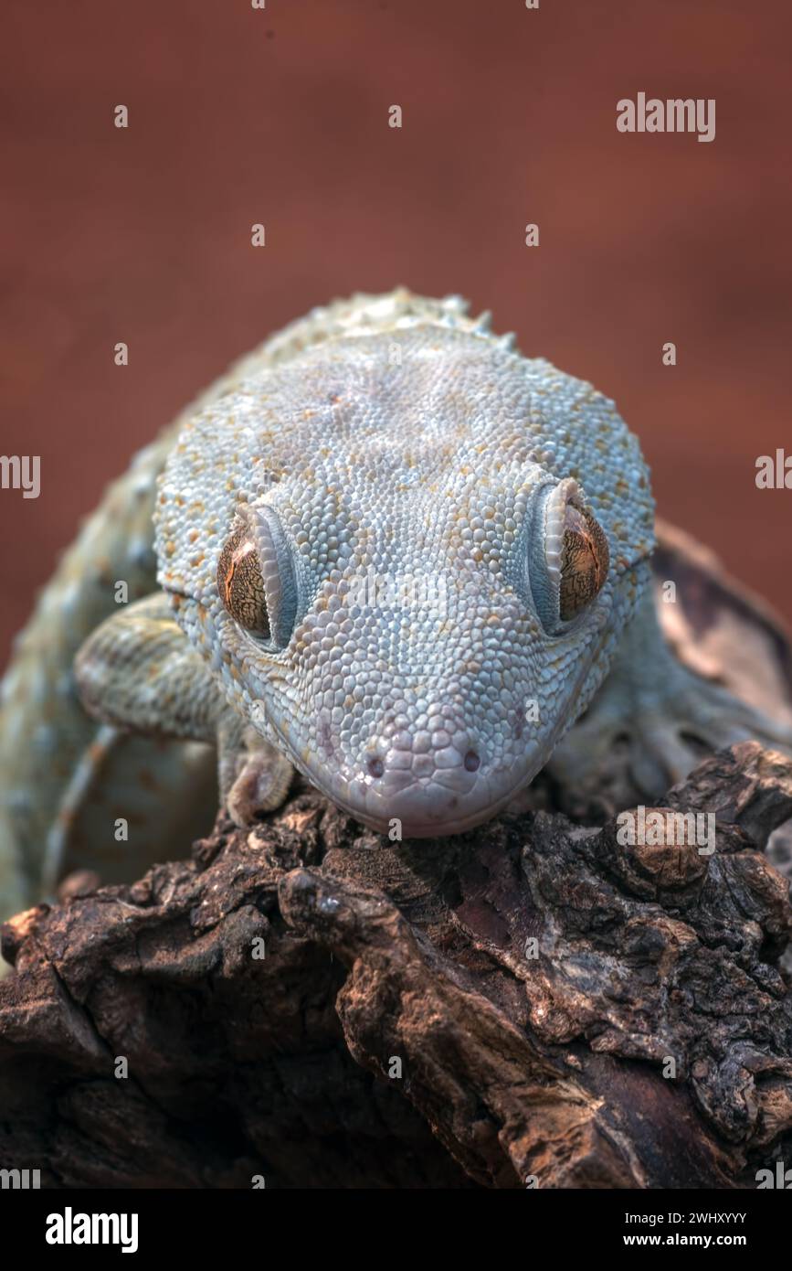 Close up photo of the tokay gecko (Gekko gecko Stock Photo - Alamy