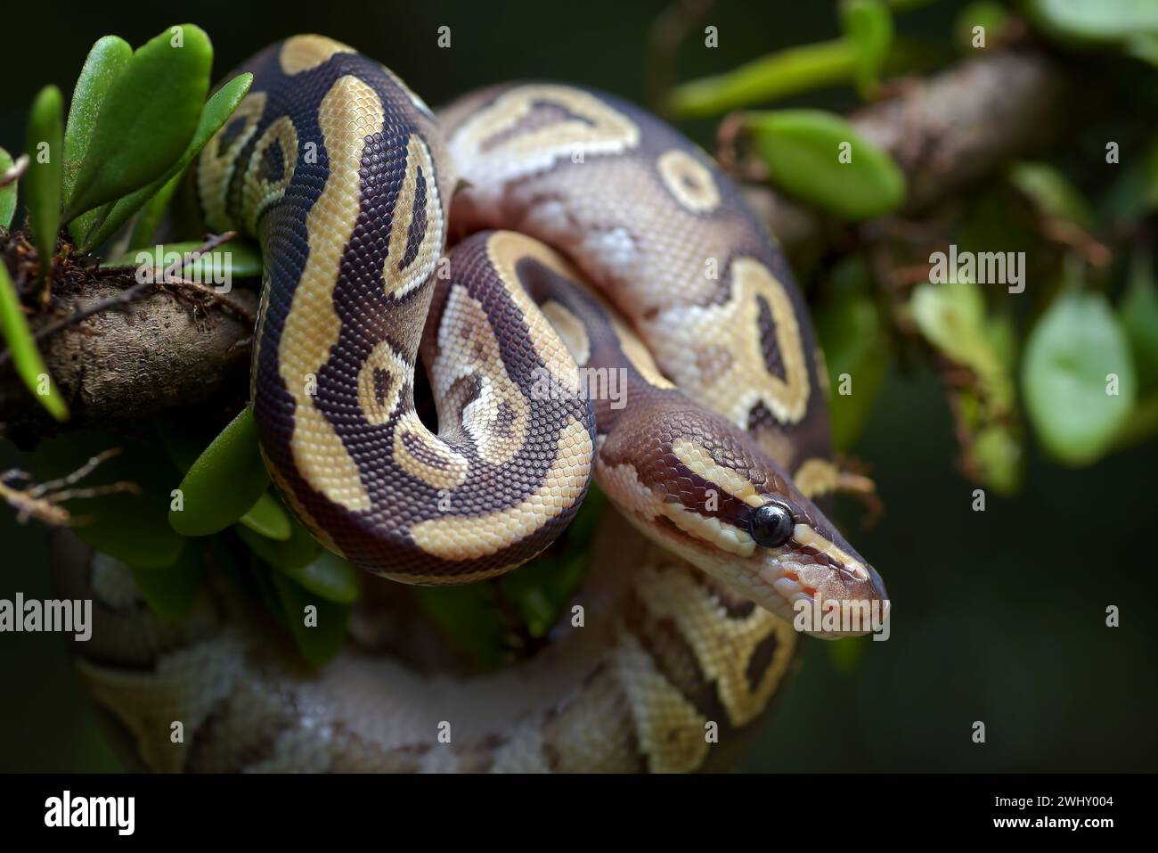 Ball python on a tree Stock Photo - Alamy