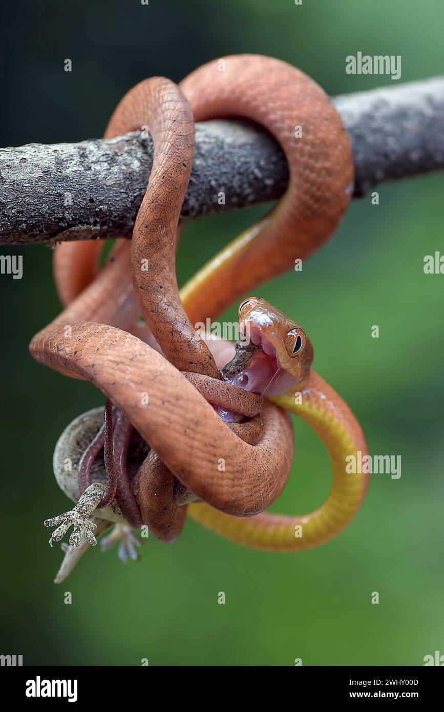 Red boiga snake catch a prey Stock Photo - Alamy