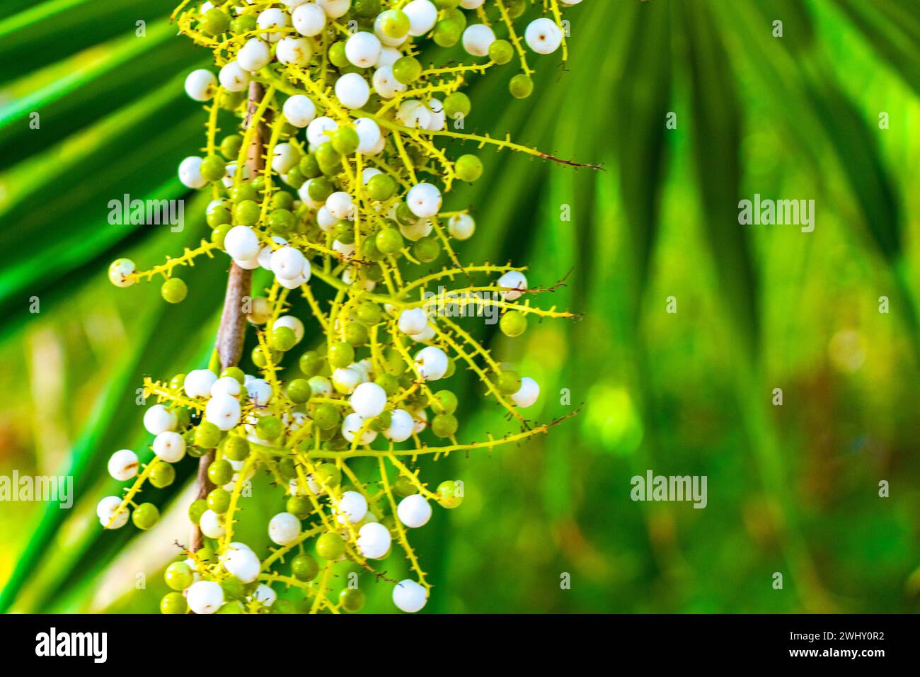 Palm tree leaves seeds fruits of a tropical green exotic and Caribbean ...