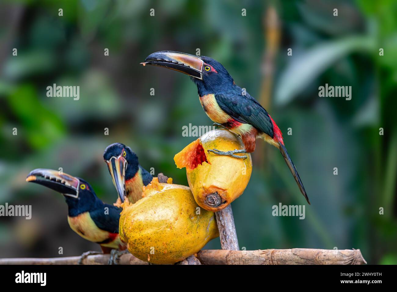 Collared aracari, Pteroglossus torquatus. Bird in the toucan family. Tortuguero, Wildlife and ...