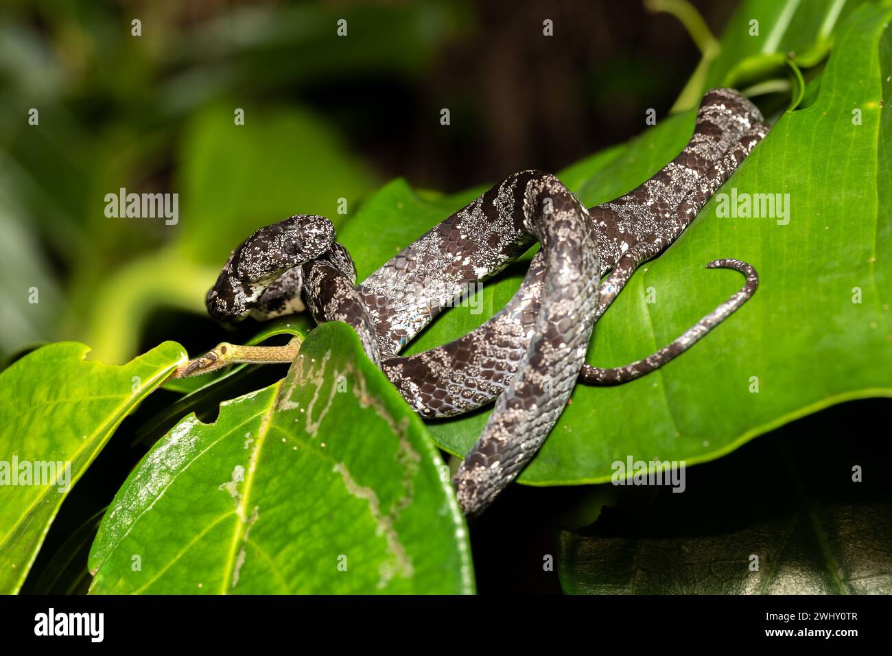 Costa rican venomous wildlife hi-res stock photography and images - Alamy